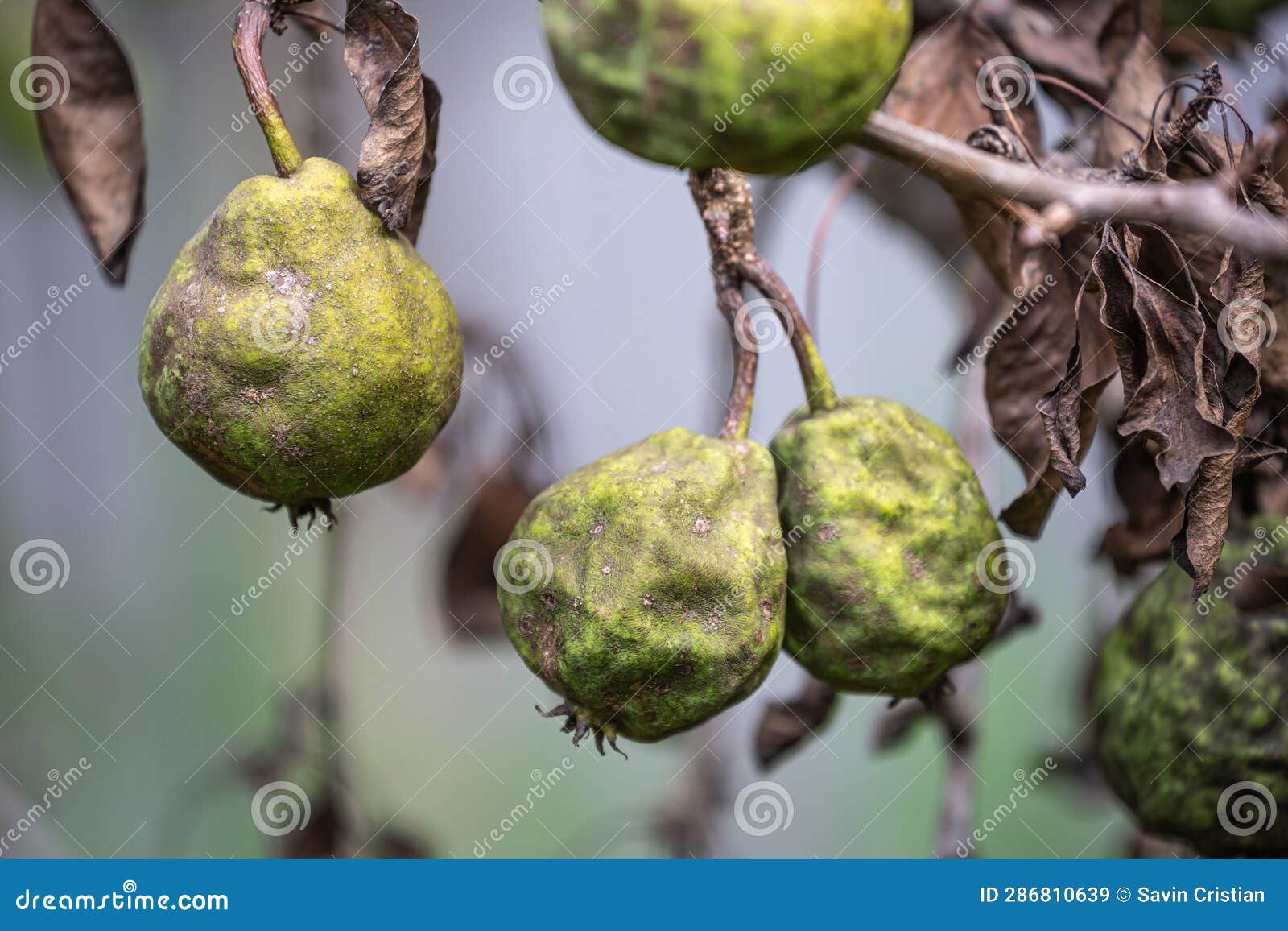 Dryed Rotten Pears from Bacterium on Tree Branch Stock Image - Image of ...