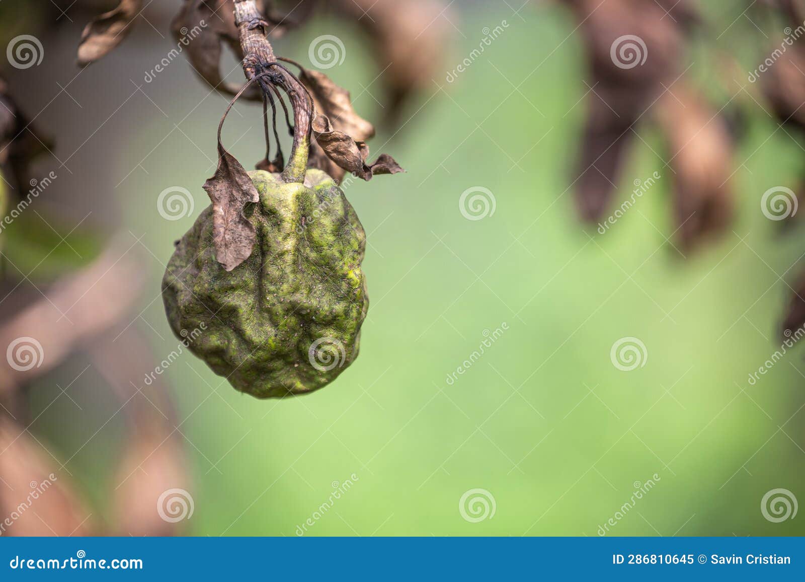Dryed Rotten Pears from Bacterium on Tree Branch Stock Image - Image of ...
