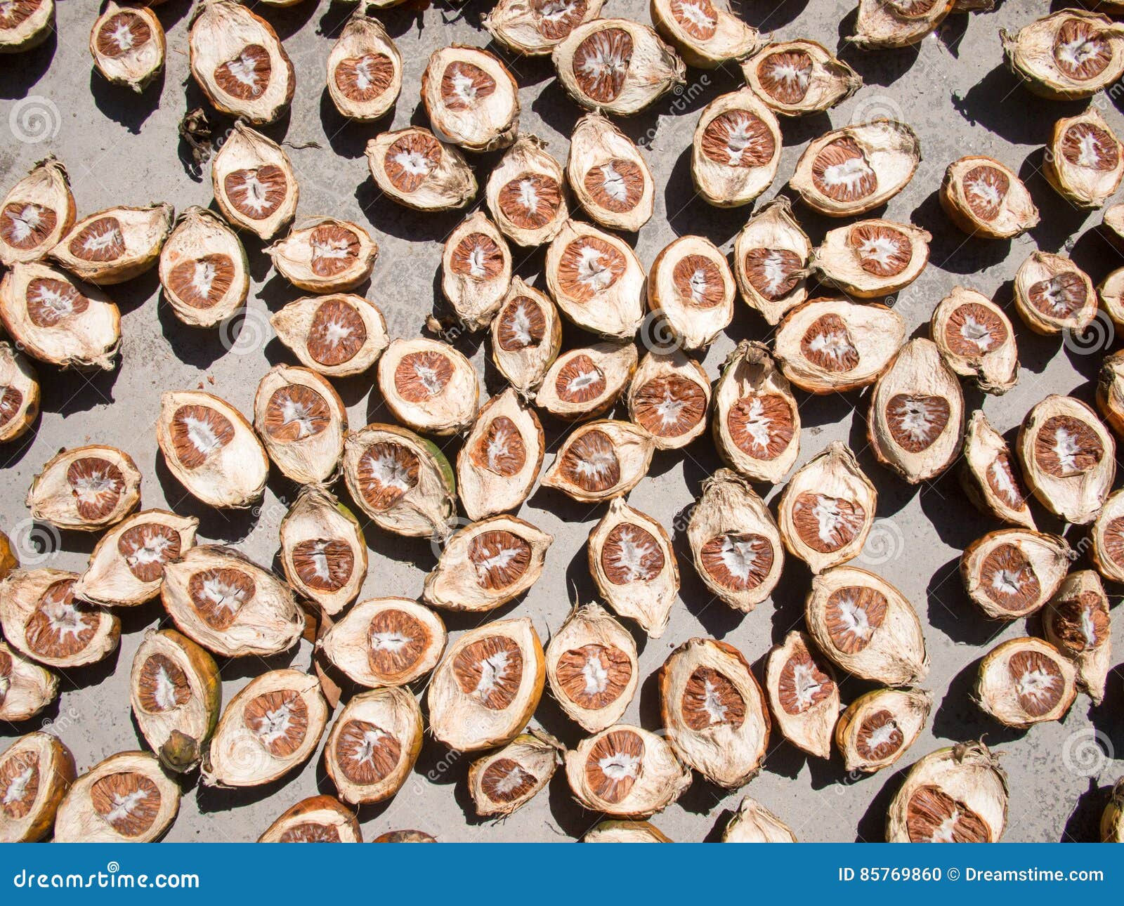 Drying Areca on Cement Floor Stock Photo - Image of thailand, light ...
