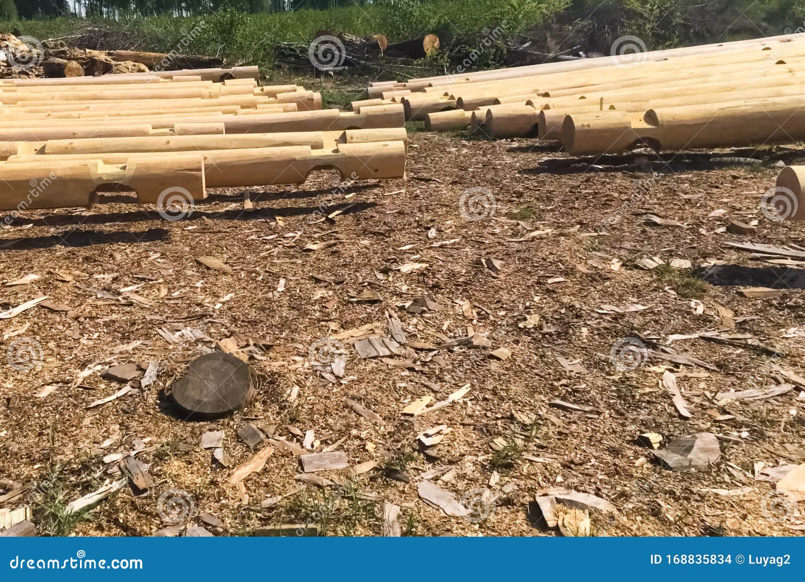 Drying and Assembly of Wooden Log House at a Construction Base Stock ...