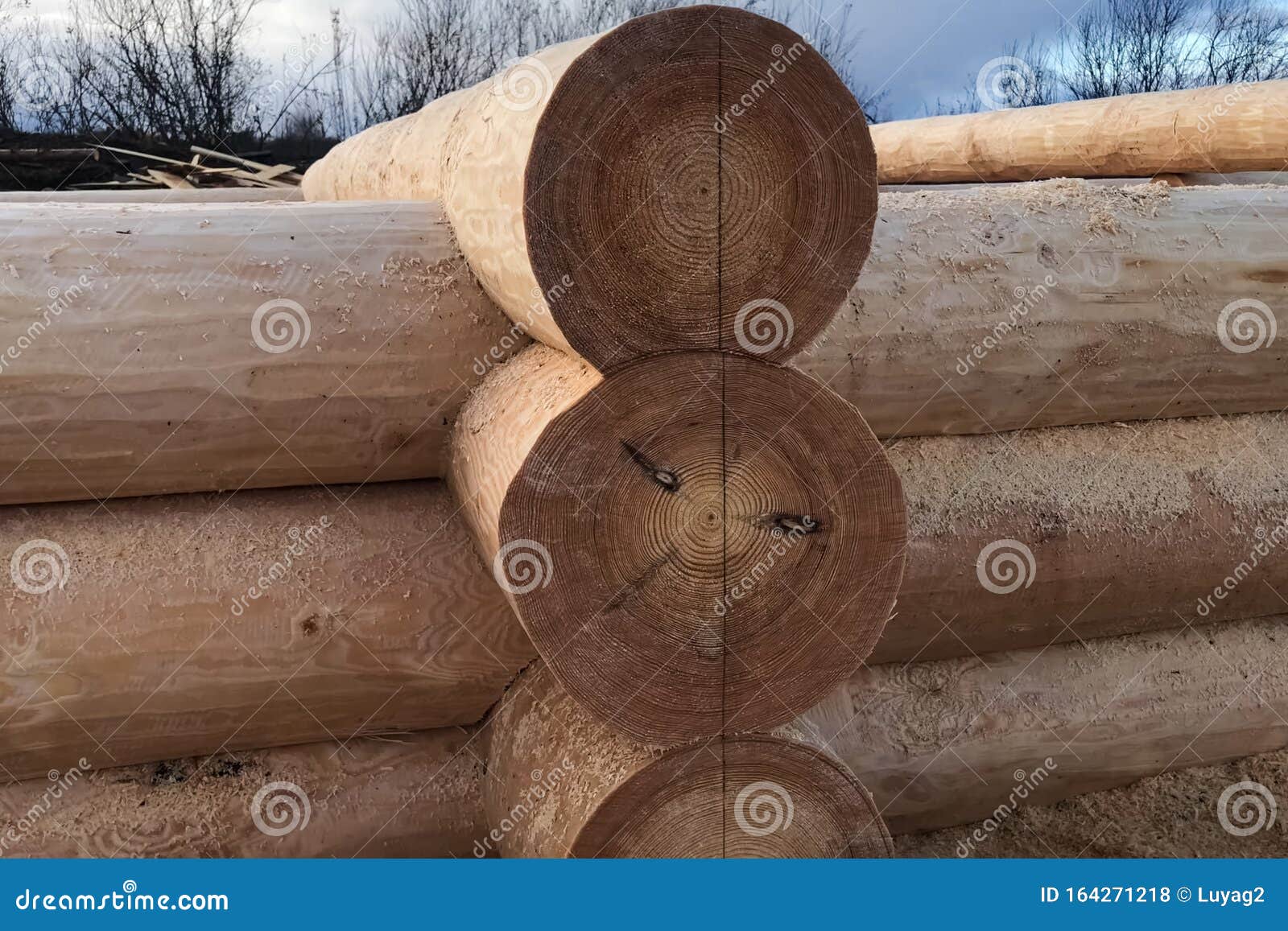 Drying and Assembly of Wooden Log House at a Construction Base Stock ...