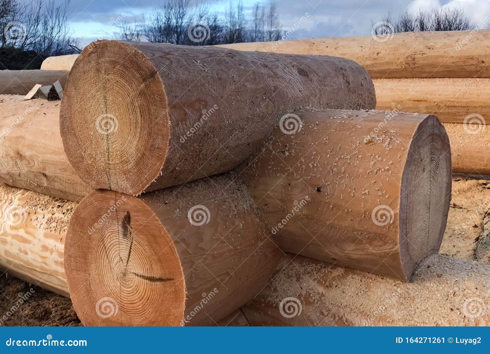 Drying and Assembly of Wooden Log House at a Construction Base Stock ...