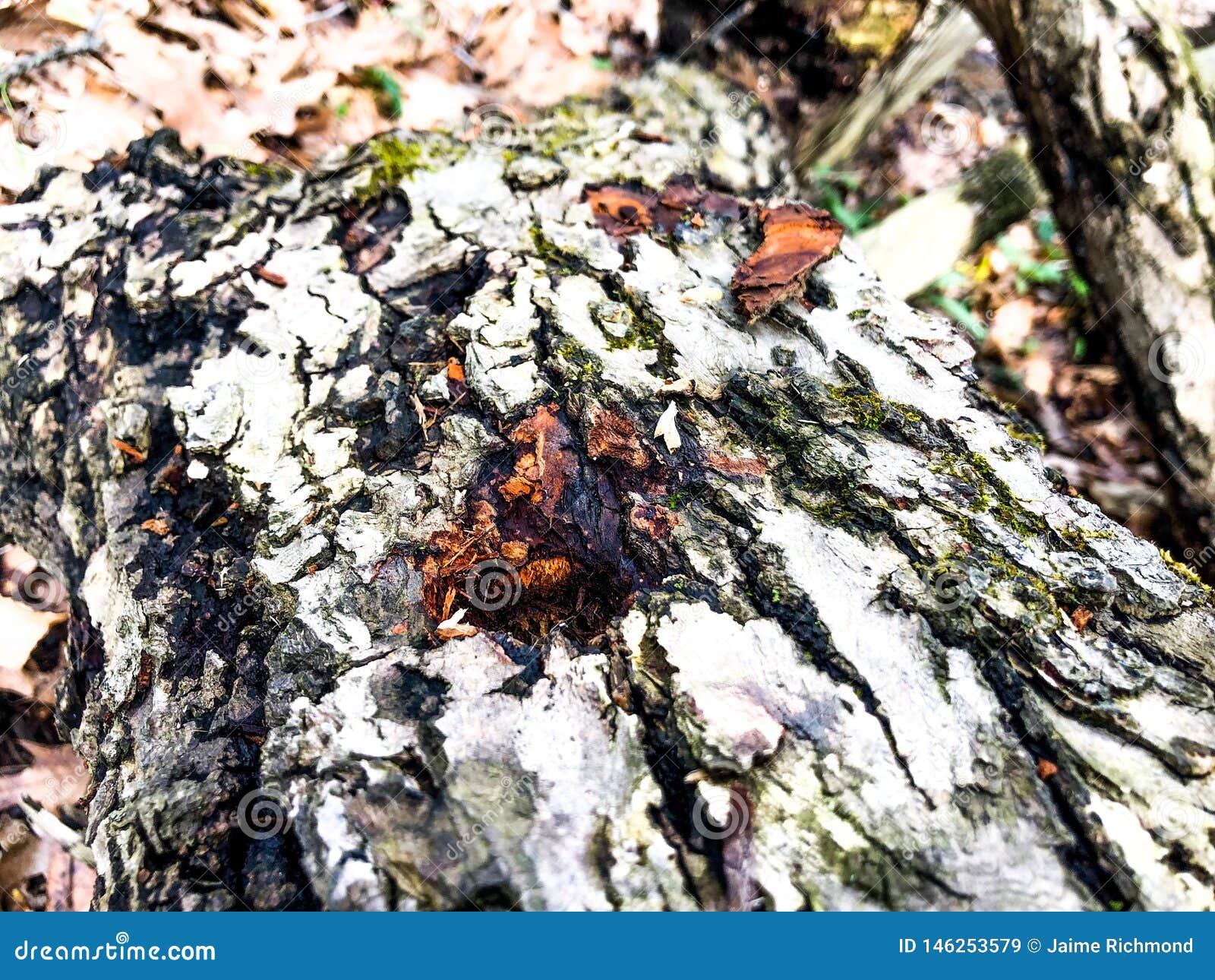 Drying bark of a tree stock image. Image of drying, tree - 146253579
