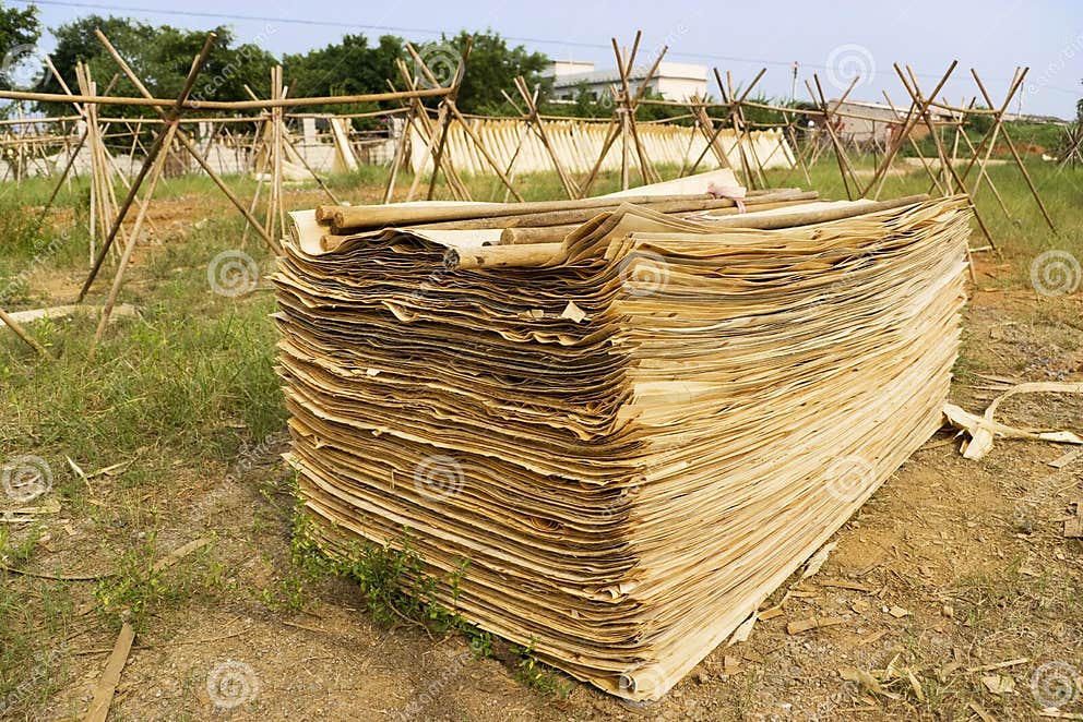 Drying Barks for Traditional Paper Making Stock Photo - Image of ...