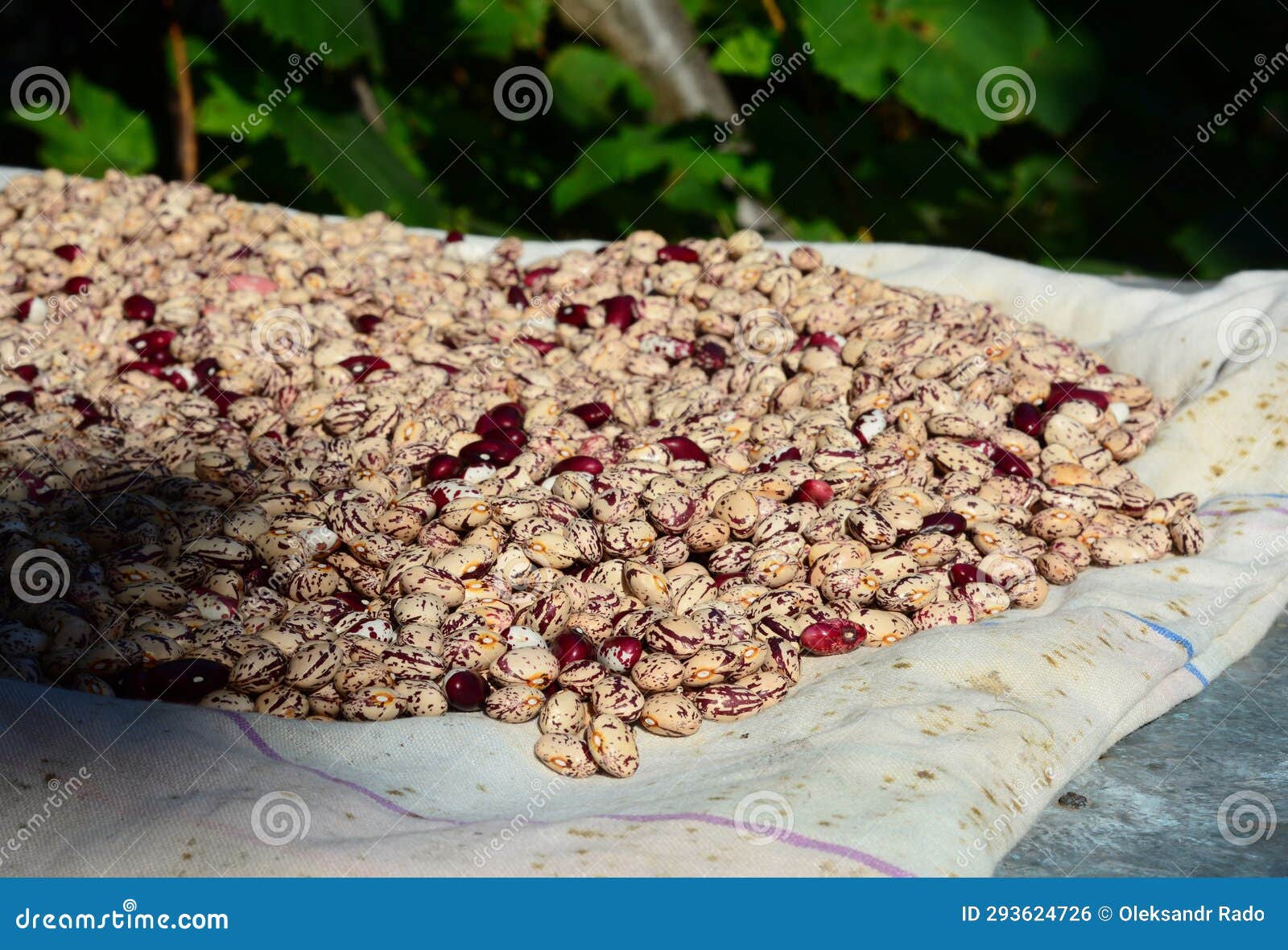 Drying Beans in the Sun Outdoors Stock Photo - Image of seed, harvest ...