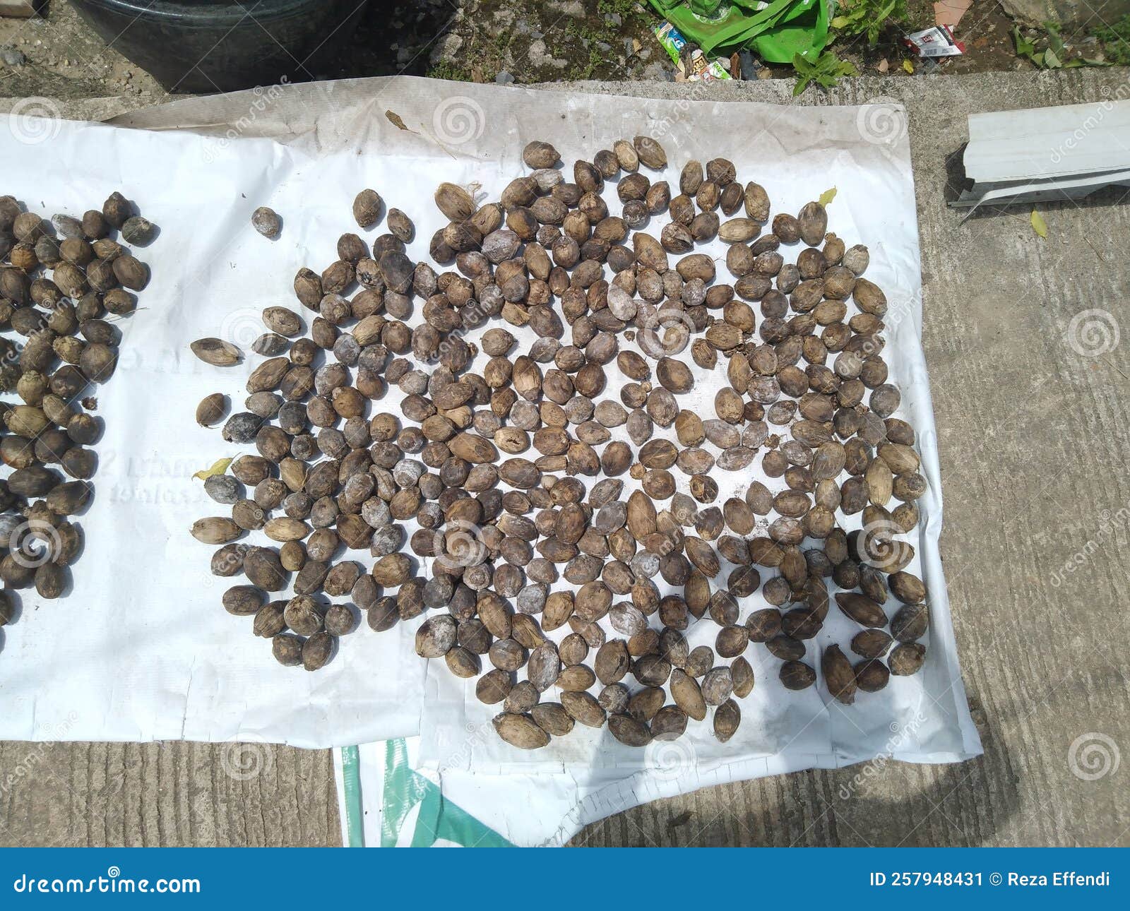 Drying areca nut stock image. Image of bumblebee, arthropod - 257948431