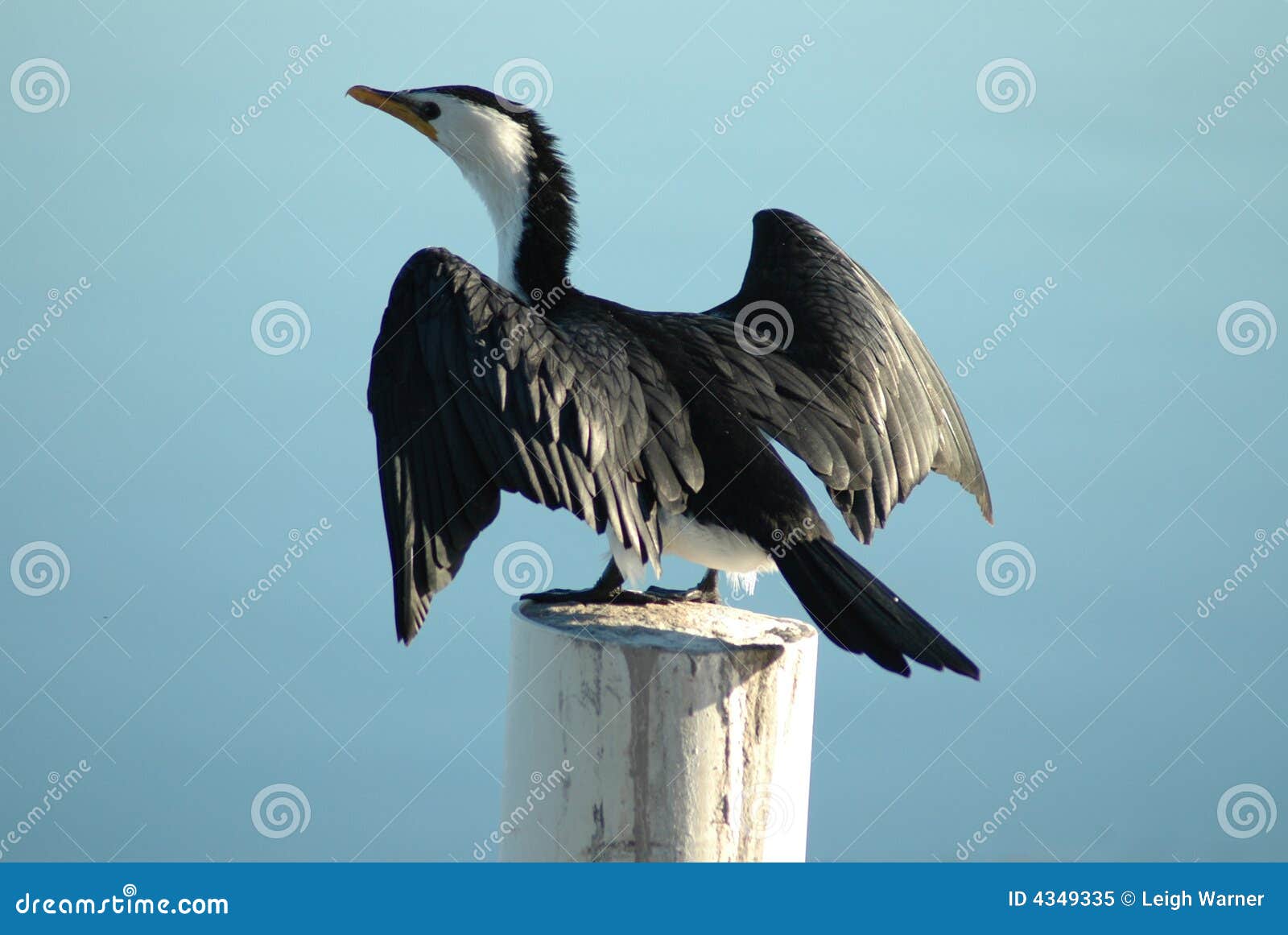 Drying Bird stock image. Image of feather, drying, wood - 4349335