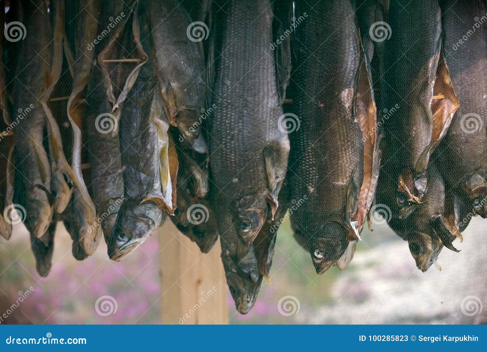 Drying Box for Drying Fish. Stock Image - Image of dangling, region ...