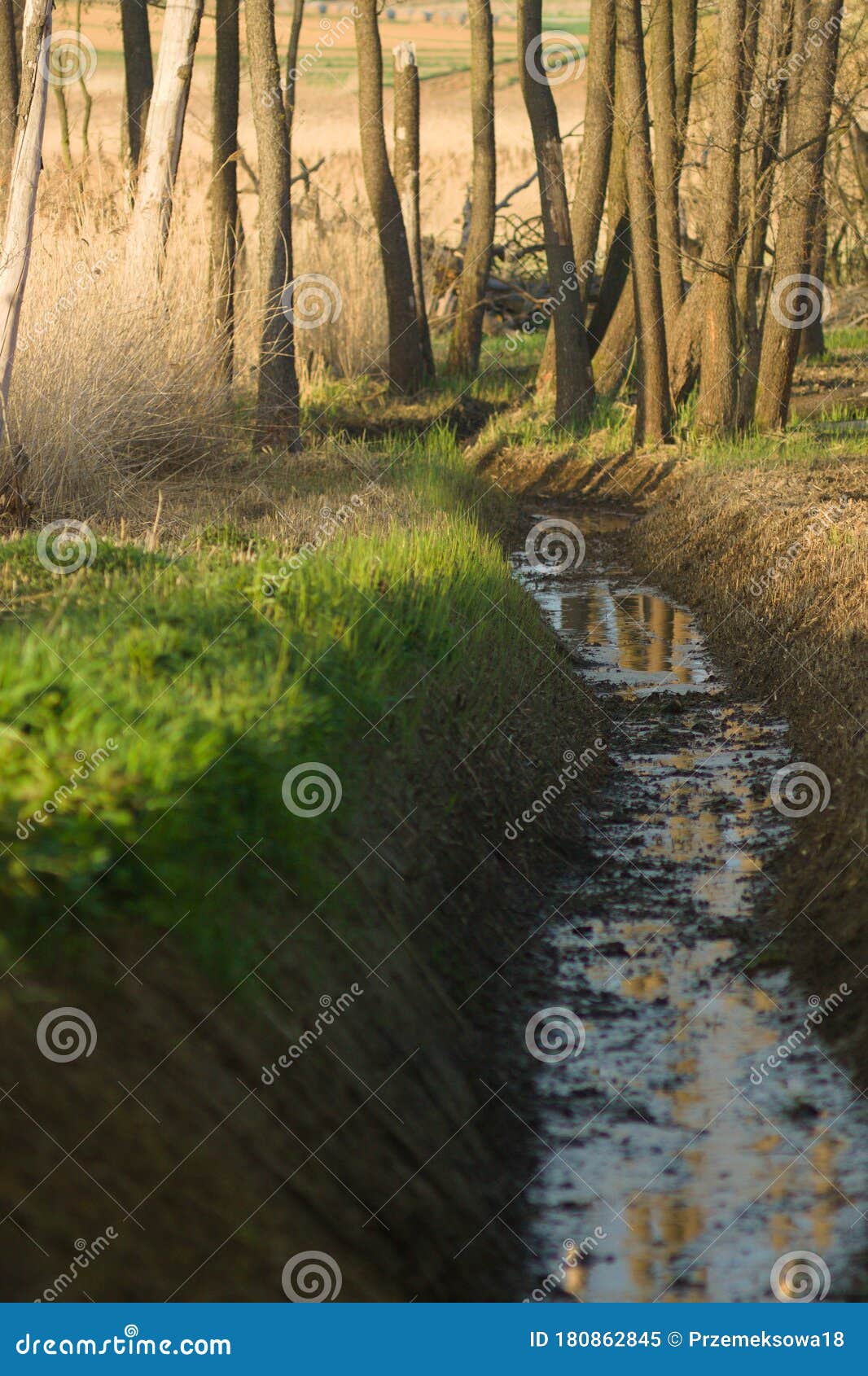 A Drying Brook Leading To Drying Trees Stock Image - Image of ...