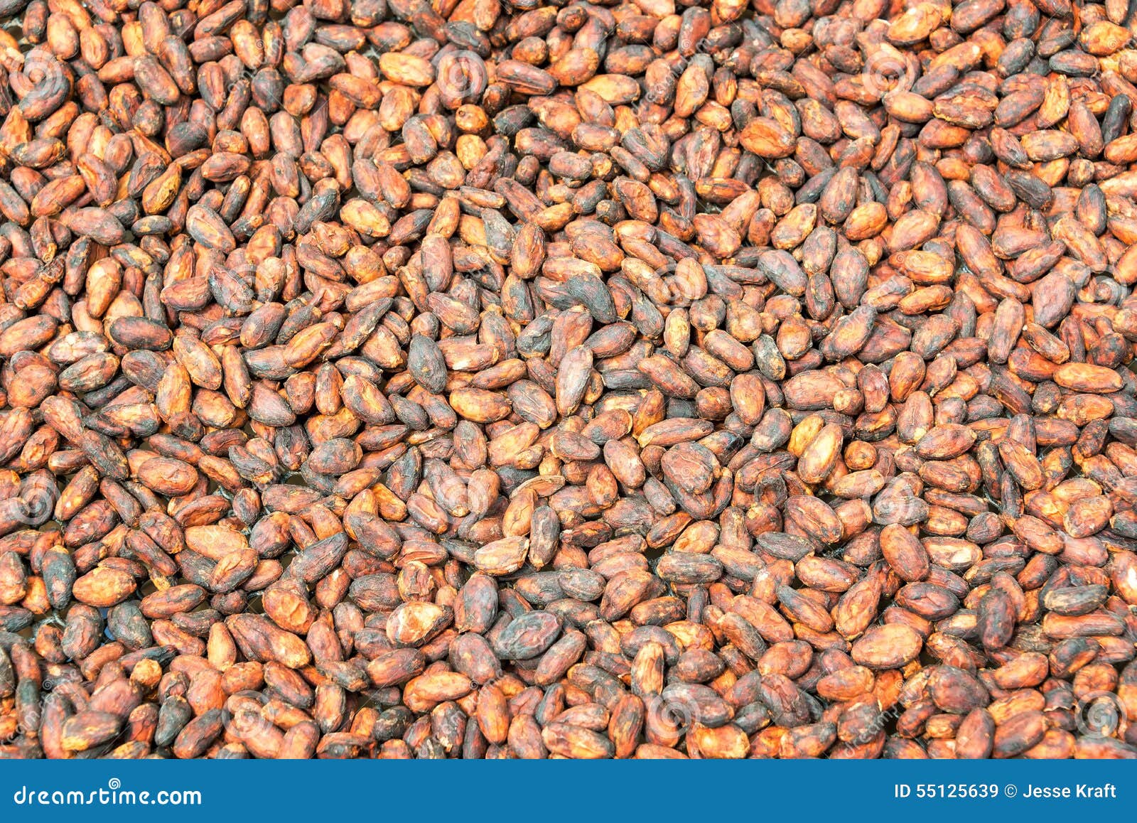 Drying Cacao Beans stock image. Image of beans, cocoa - 55125639