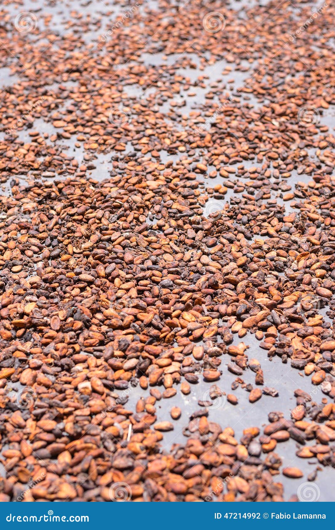 Drying cacao stock photo. Image of agriculture, beverage - 47214992