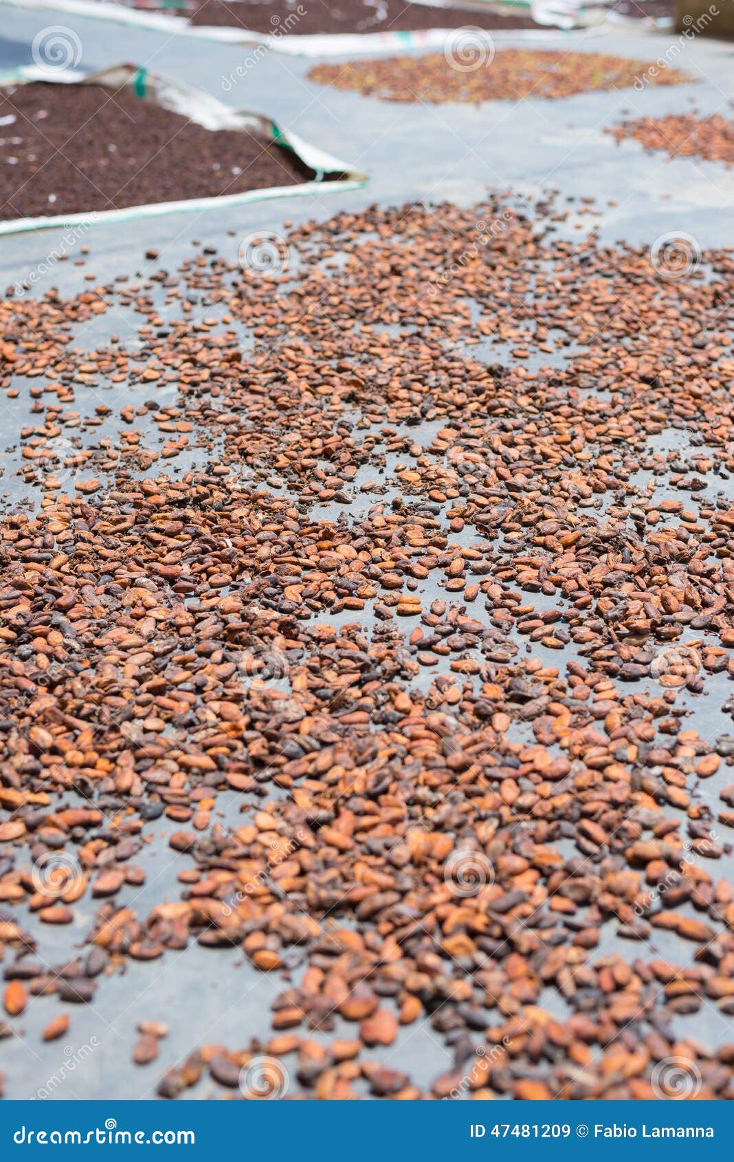 Drying cacao stock image. Image of climate, nature, floor - 47481209