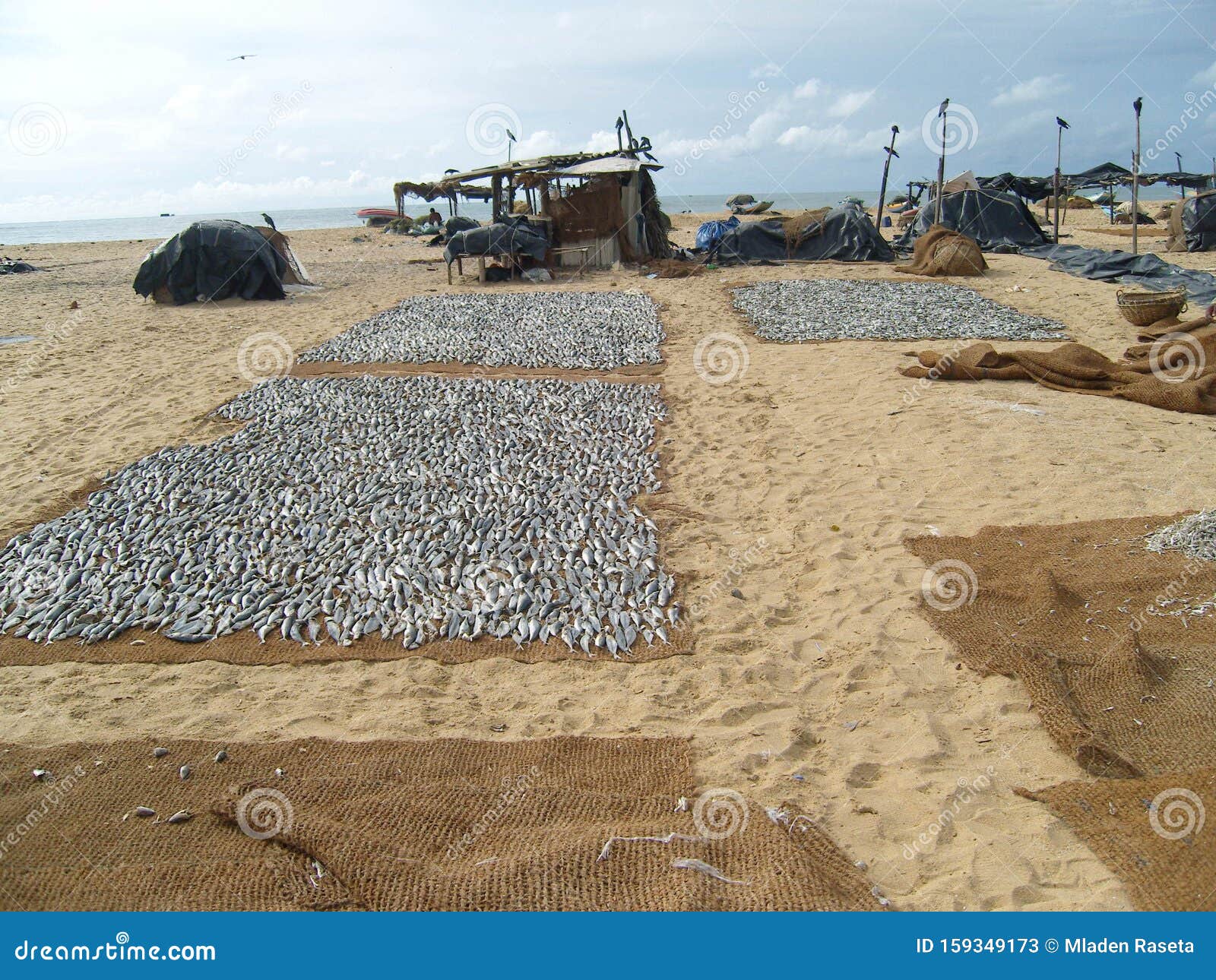 Drying Caught Fish on the Beach Stock Image - Image of customs ...