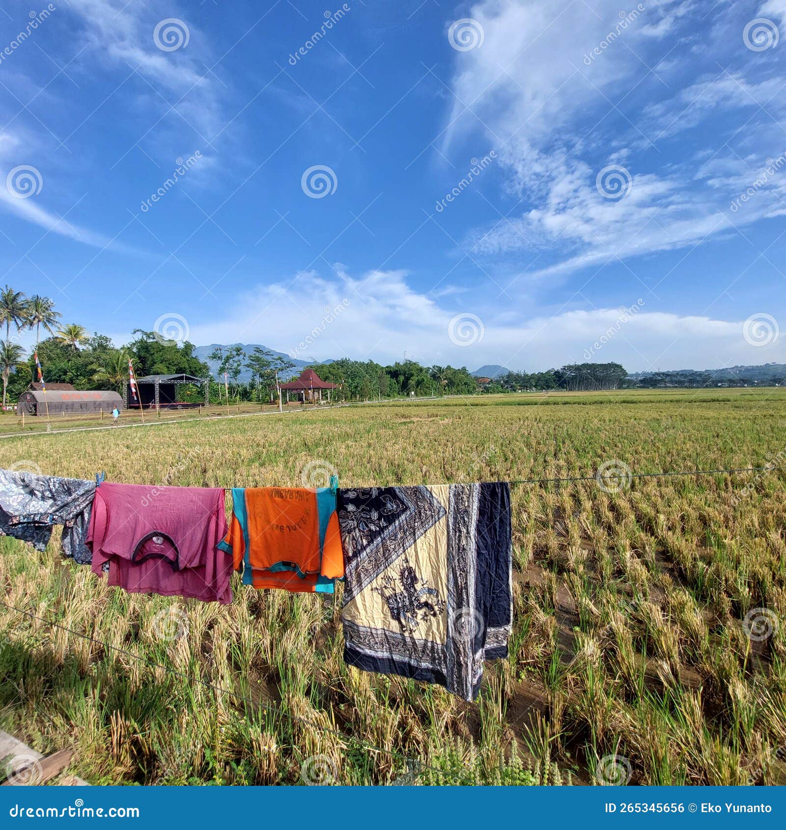 Drying Clothes after Washing on the Edge of the Rice Fields Stock Photo ...