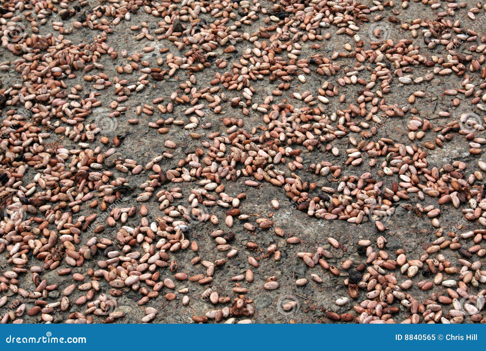 Drying Cocoa Beans stock image. Image of nature, fruit - 8840565