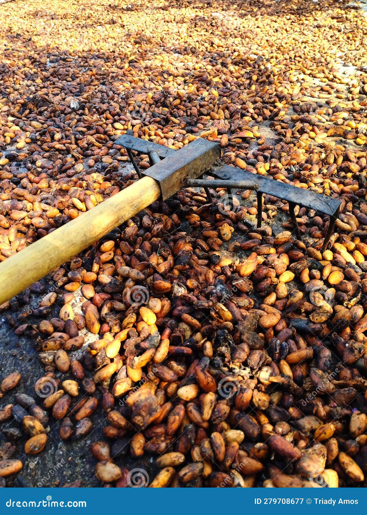 Drying Cocoa Beans, and Traditional Tools for Leveling Stock Image ...