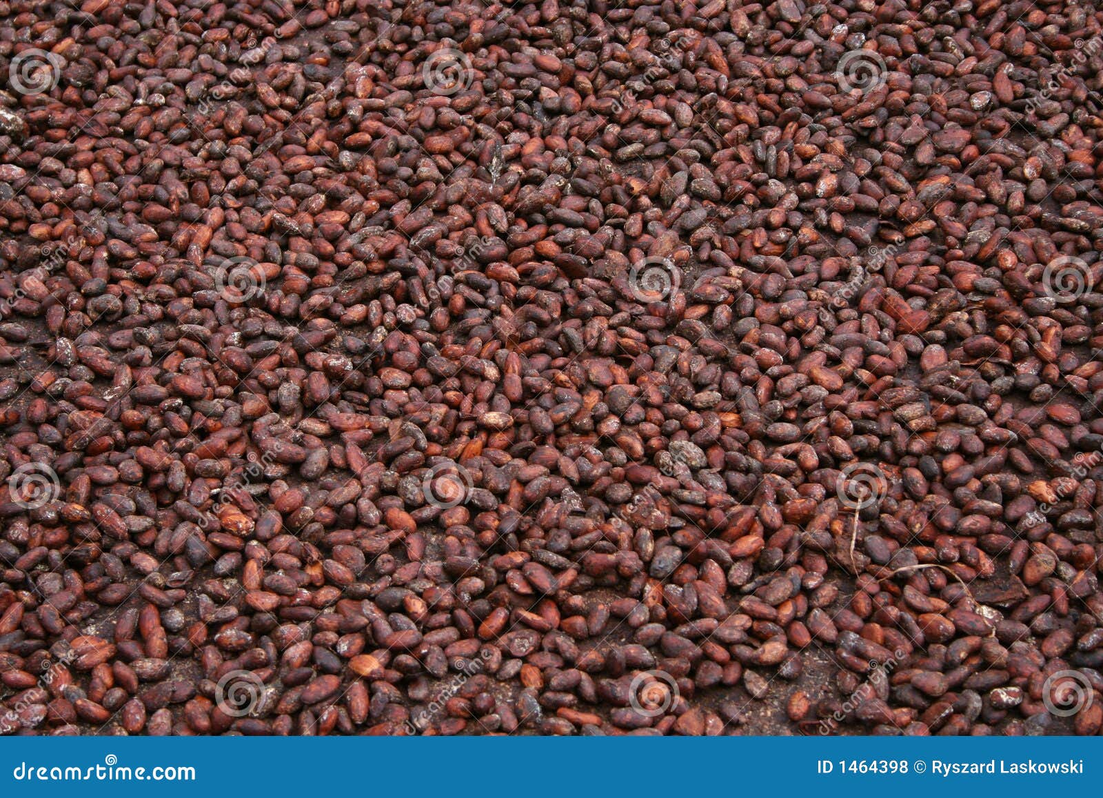 Drying cocoa seeds stock photo. Image of work, tropics - 1464398