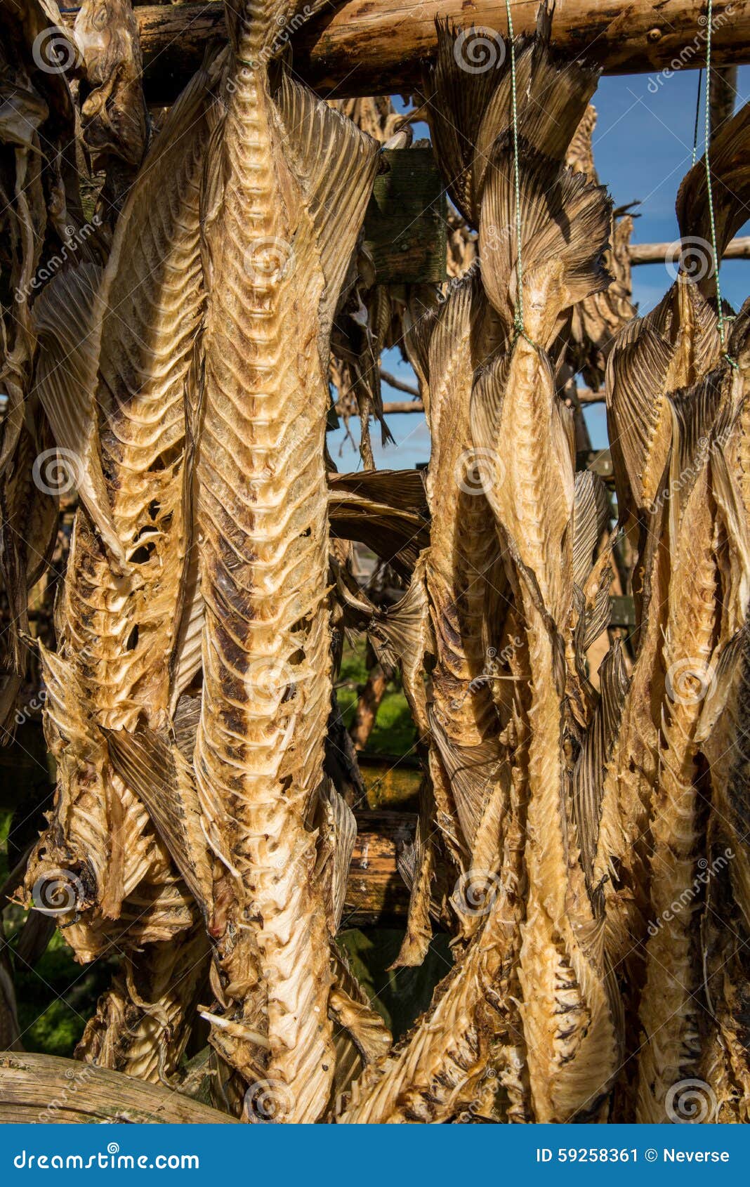 Drying of cod fish stock image. Image of market, smell - 59258361