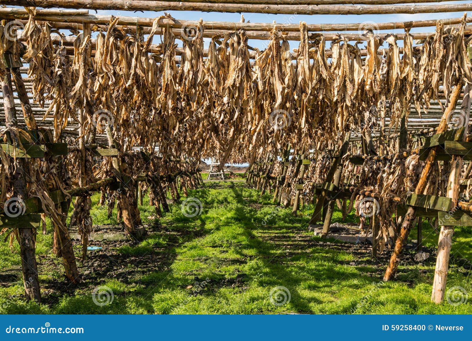 Drying of cod fish stock photo. Image of gourmet, industry - 59258400