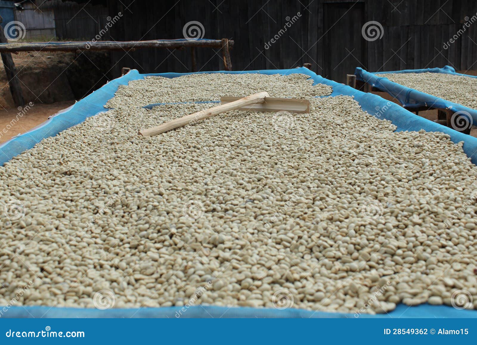 Drying coffee. stock photo. Image of aromatic, ingredient - 28549362