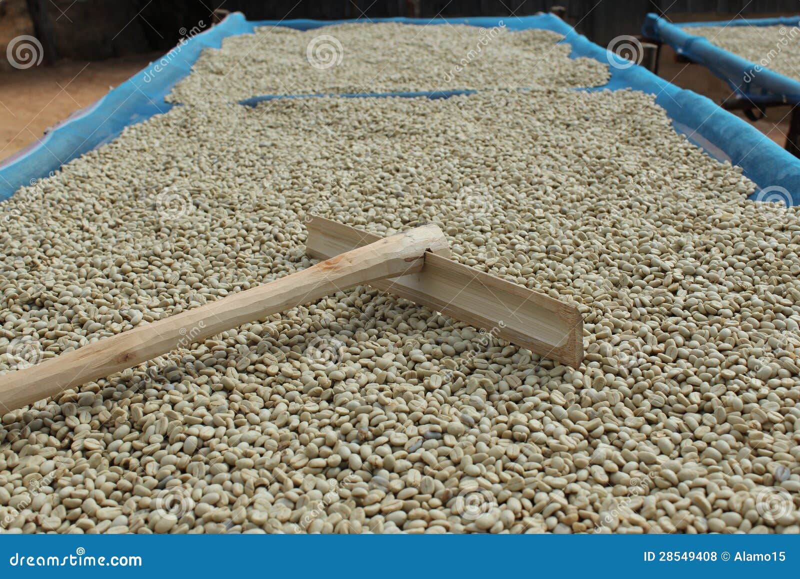 Drying coffee. stock photo. Image of coffe, agriculture - 28549408