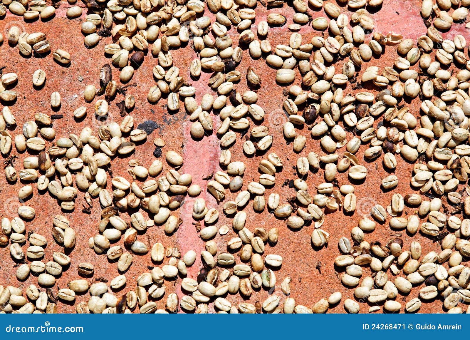 Drying Coffee Beans stock image. Image of fair, aromatic - 24268471