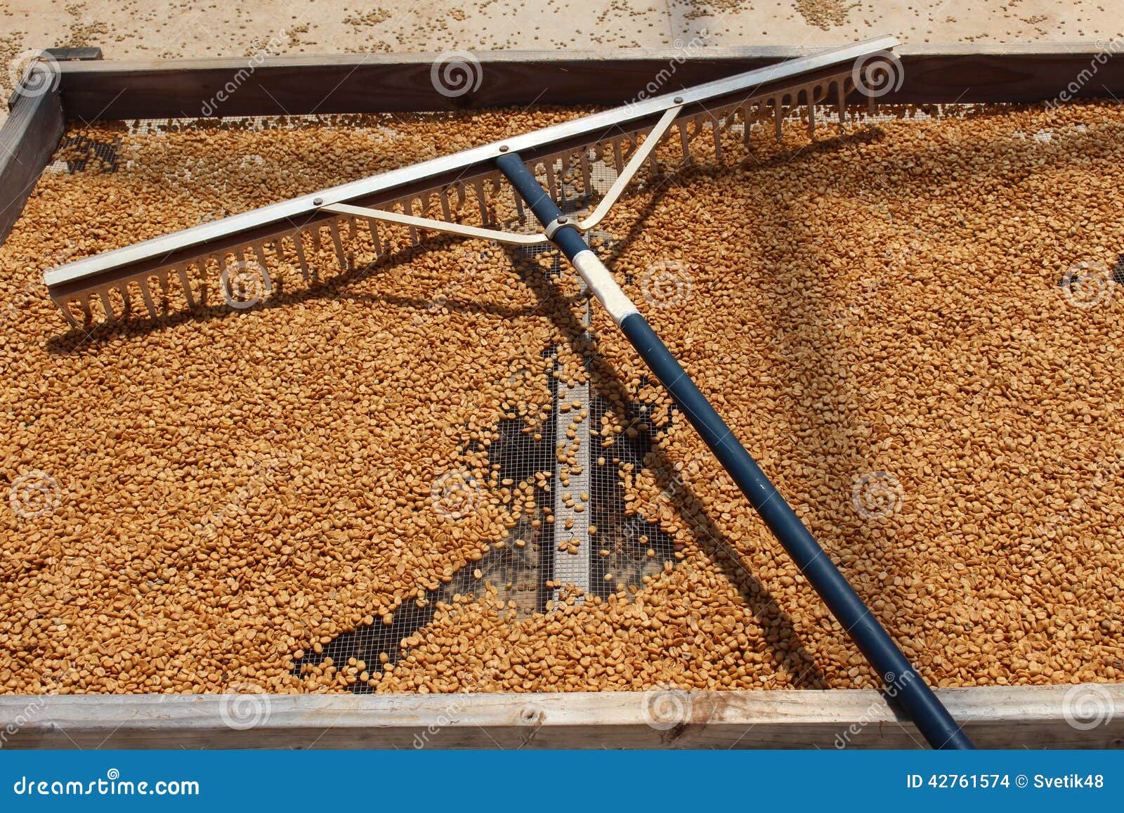 Drying coffee stock photo. Image of farming, industries - 42761574
