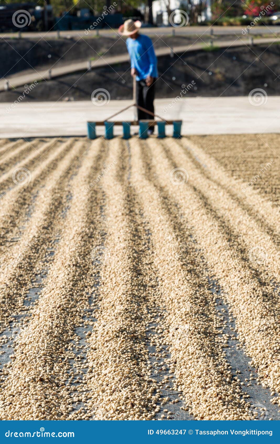 Drying coffee beans stock image. Image of crop, dried - 49663247