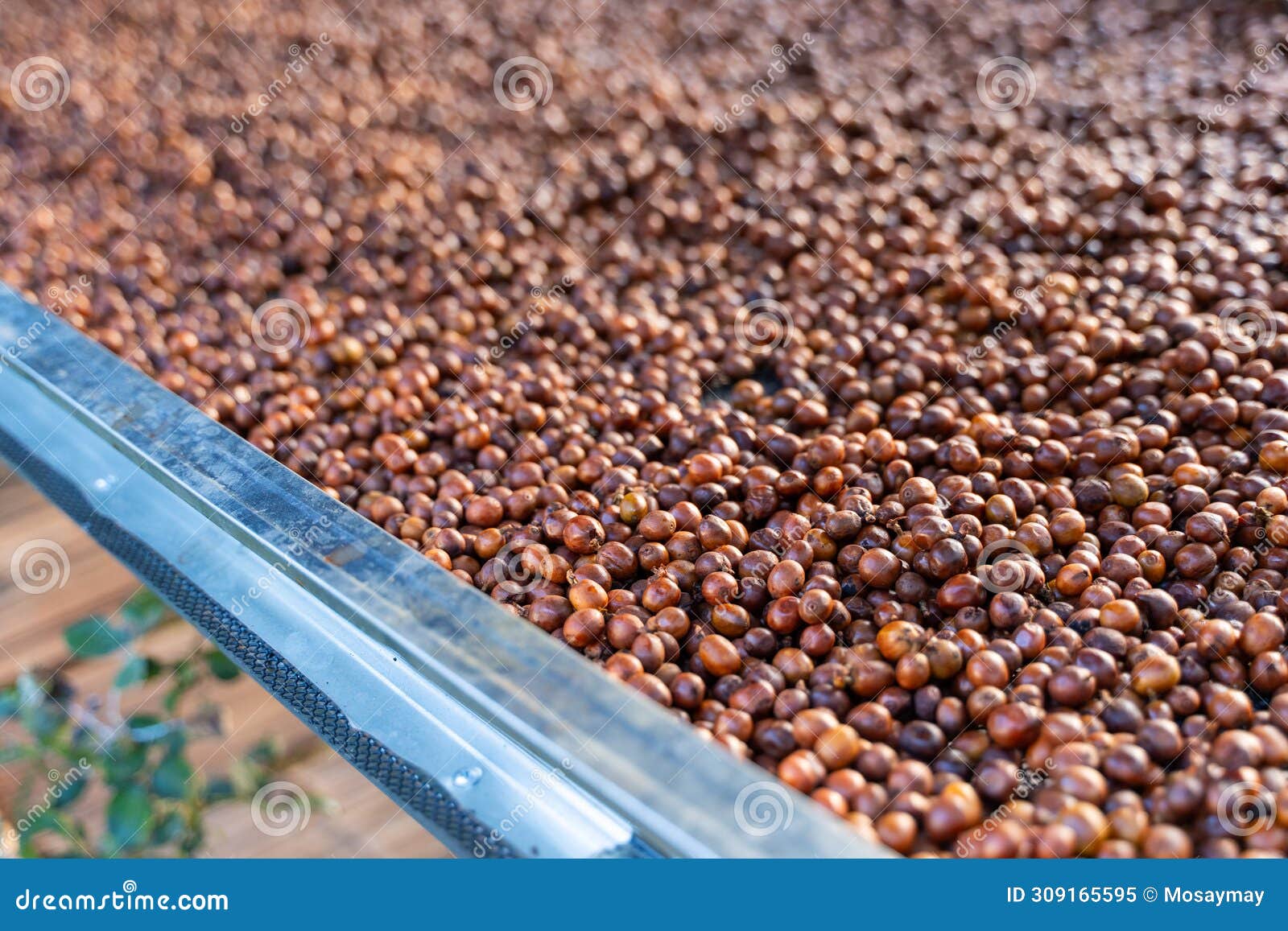 Drying Coffee Cherry in the Sun Stock Image - Image of drink, dried ...
