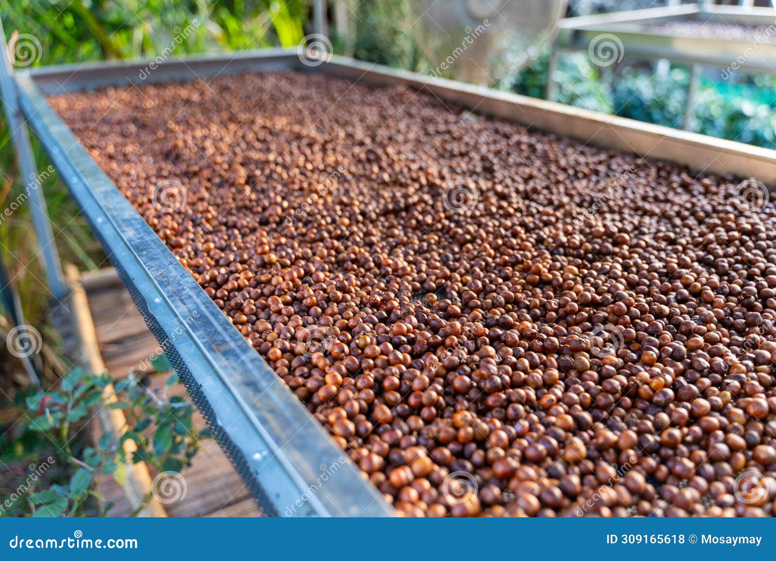 Drying Coffee Cherry in the Sun Stock Photo - Image of dried, robusta ...