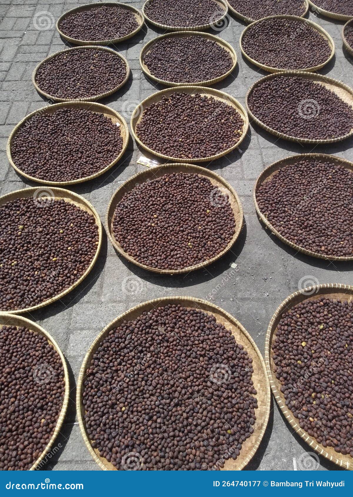 Drying coffee stock image. Image of wheel, circle, winnowing - 264740177