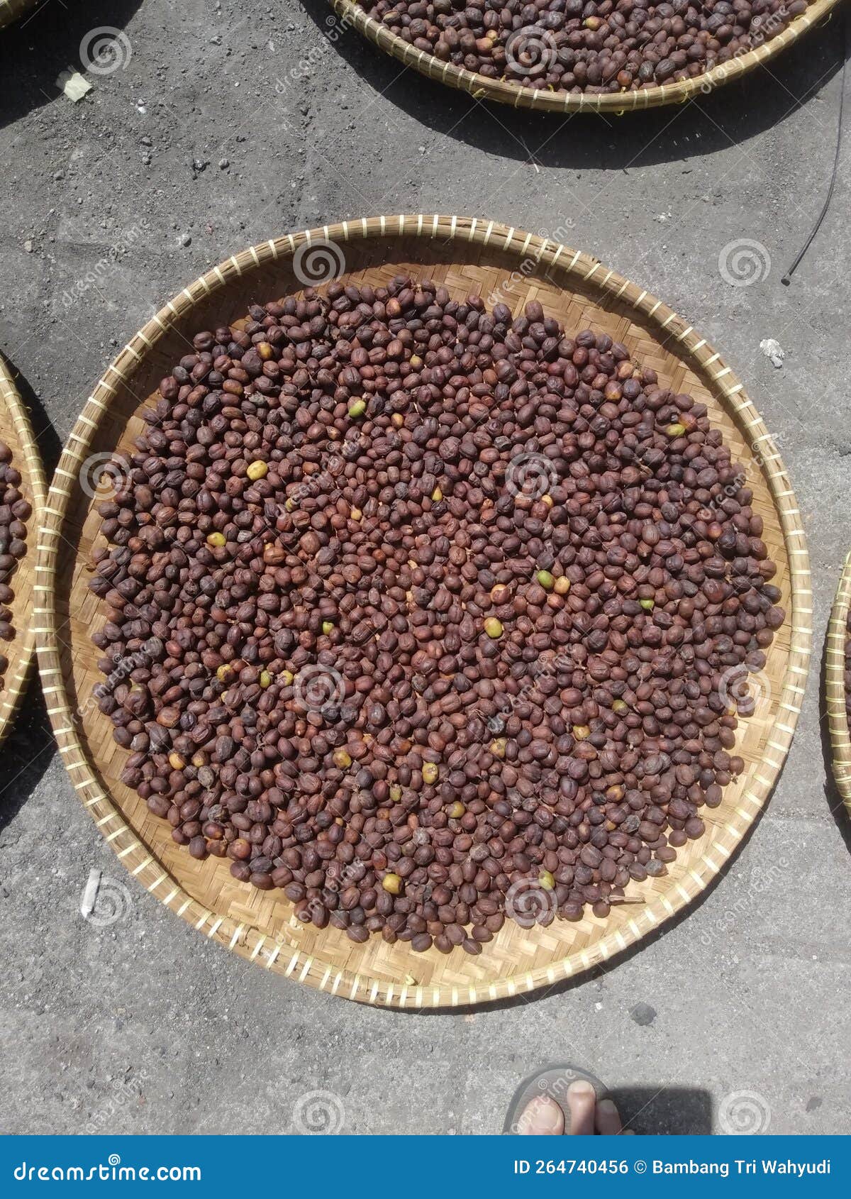 Drying coffee stock photo. Image of grass, leaf, tree - 264740456