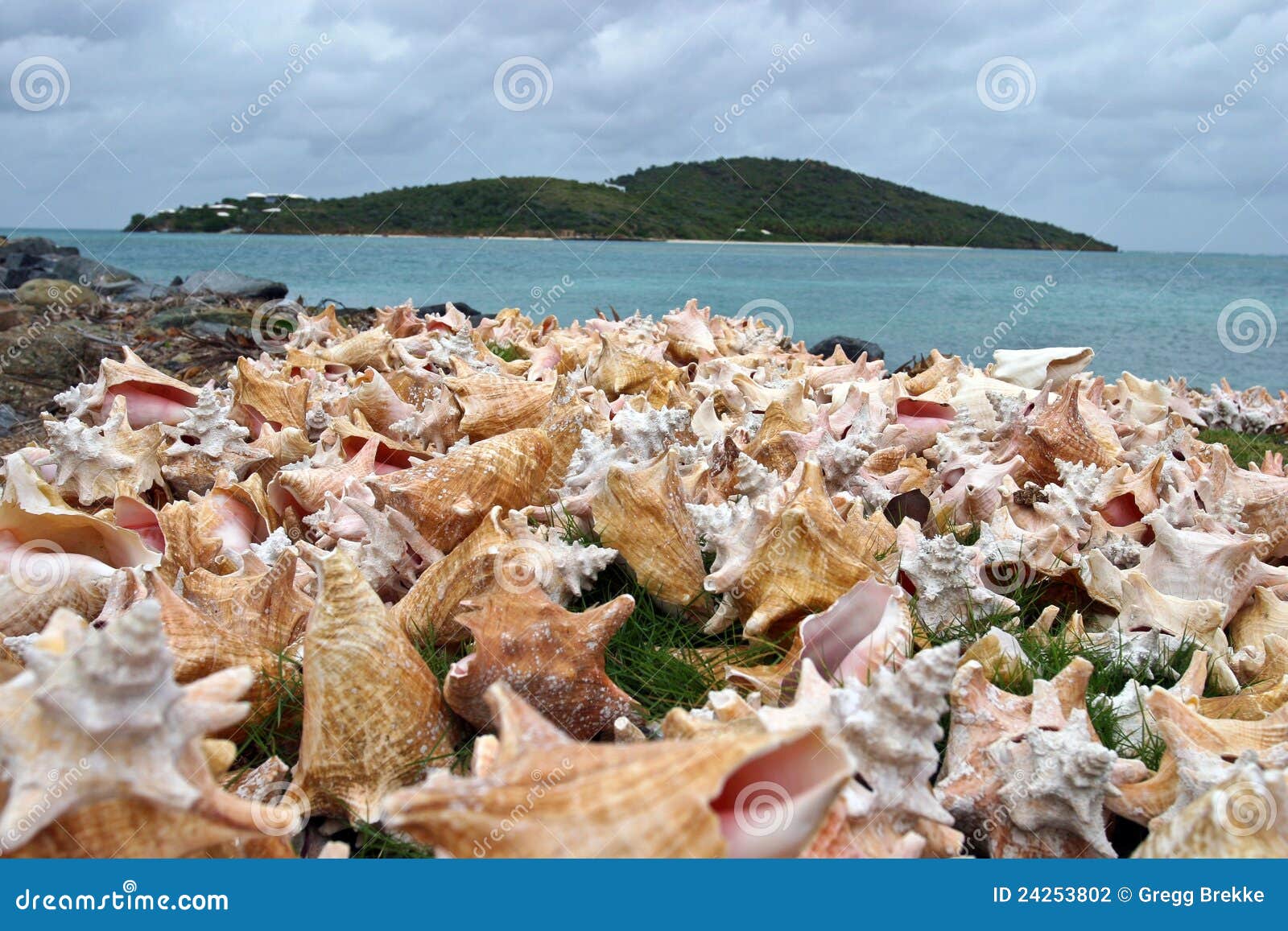 Drying conch shells stock photo. Image of islands, caribbean - 24253802