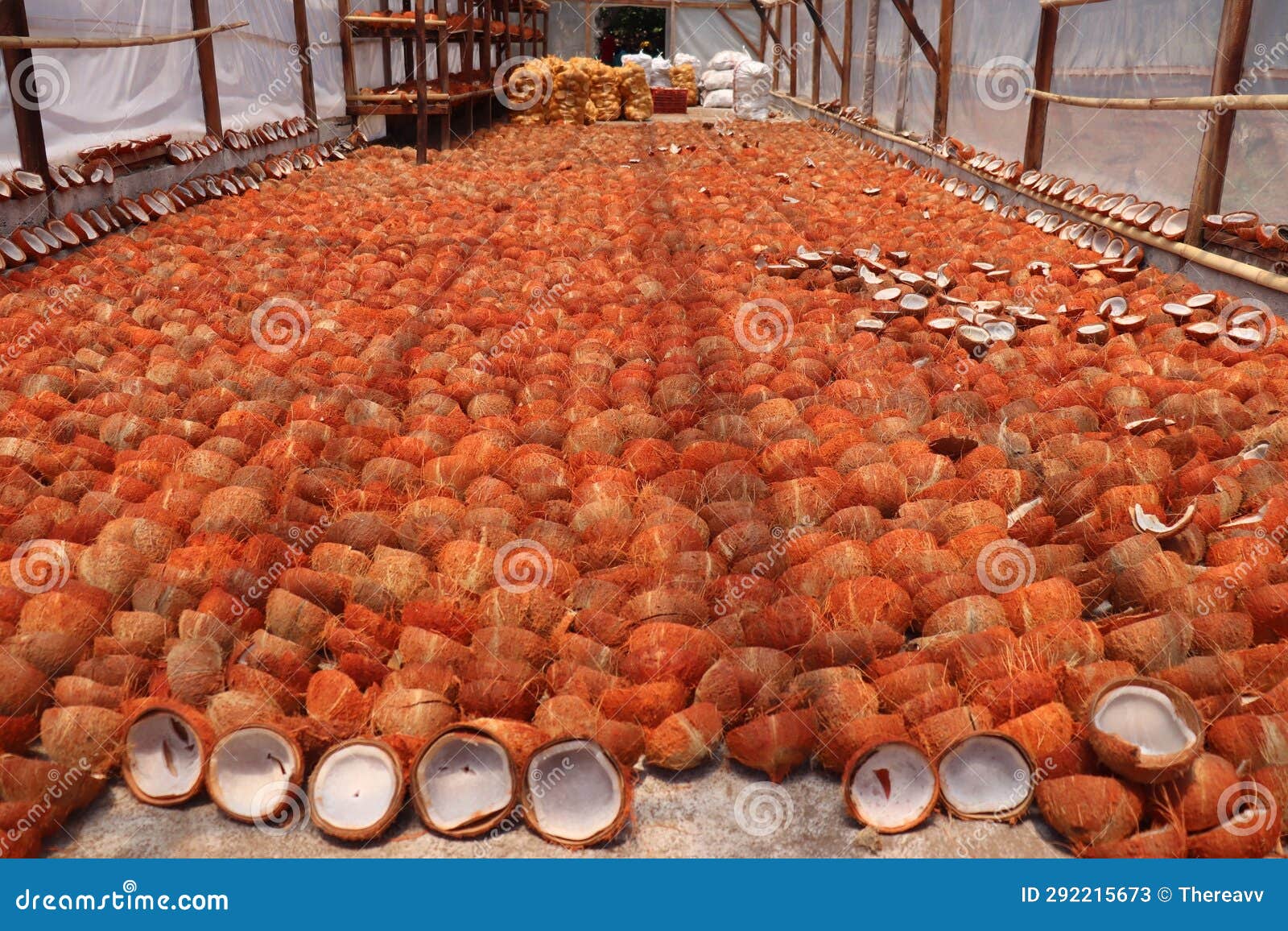 Drying Copra in Solar Dryers Stock Image - Image of copra, solar: 292215673