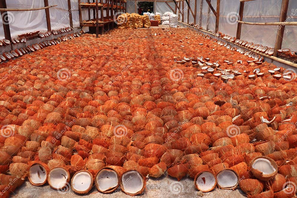 Drying Copra in Solar Dryers Stock Image - Image of copra, solar: 292215673