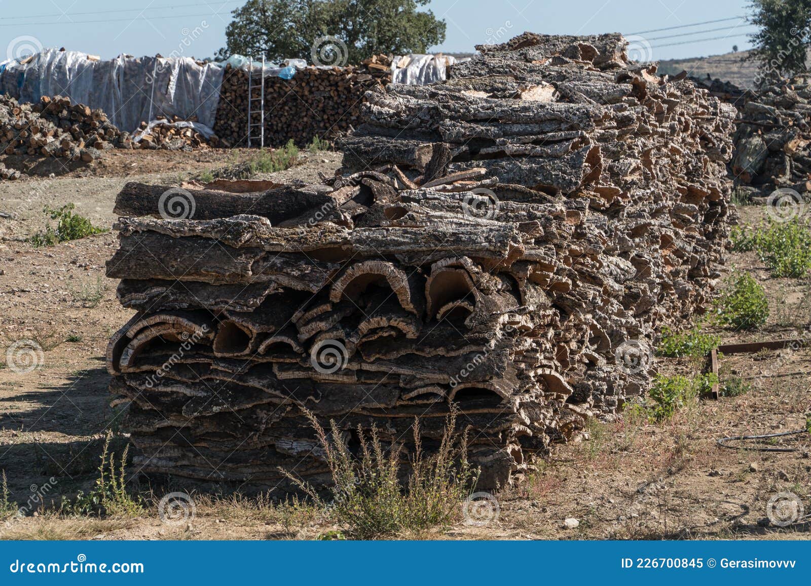 Drying Cork Tree Bark Used Gor Wine Making Industry Stock Image - Image ...