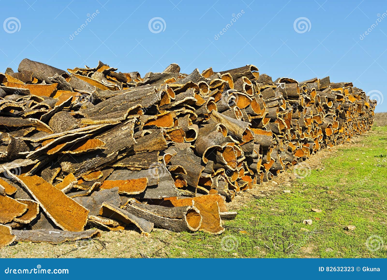Drying of Corkwood stock image. Image of industrial, limber - 82632323