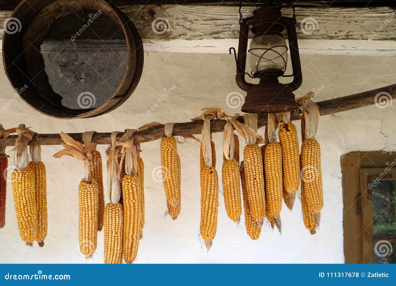 Drying Corn stock photo. Image of leaf, orange, autumn - 111317678