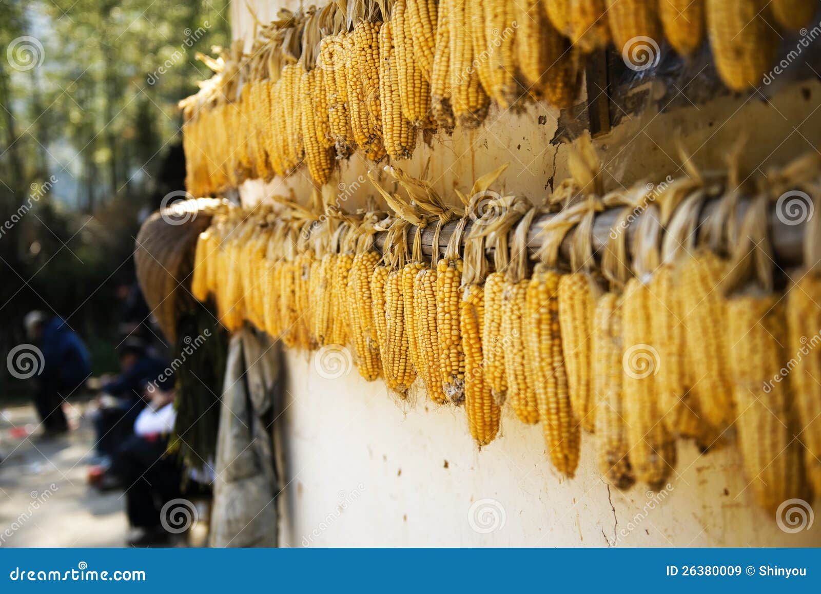 Drying The Corn In The Sun, Corn In A Bamboo Basket. Stock Photo ...