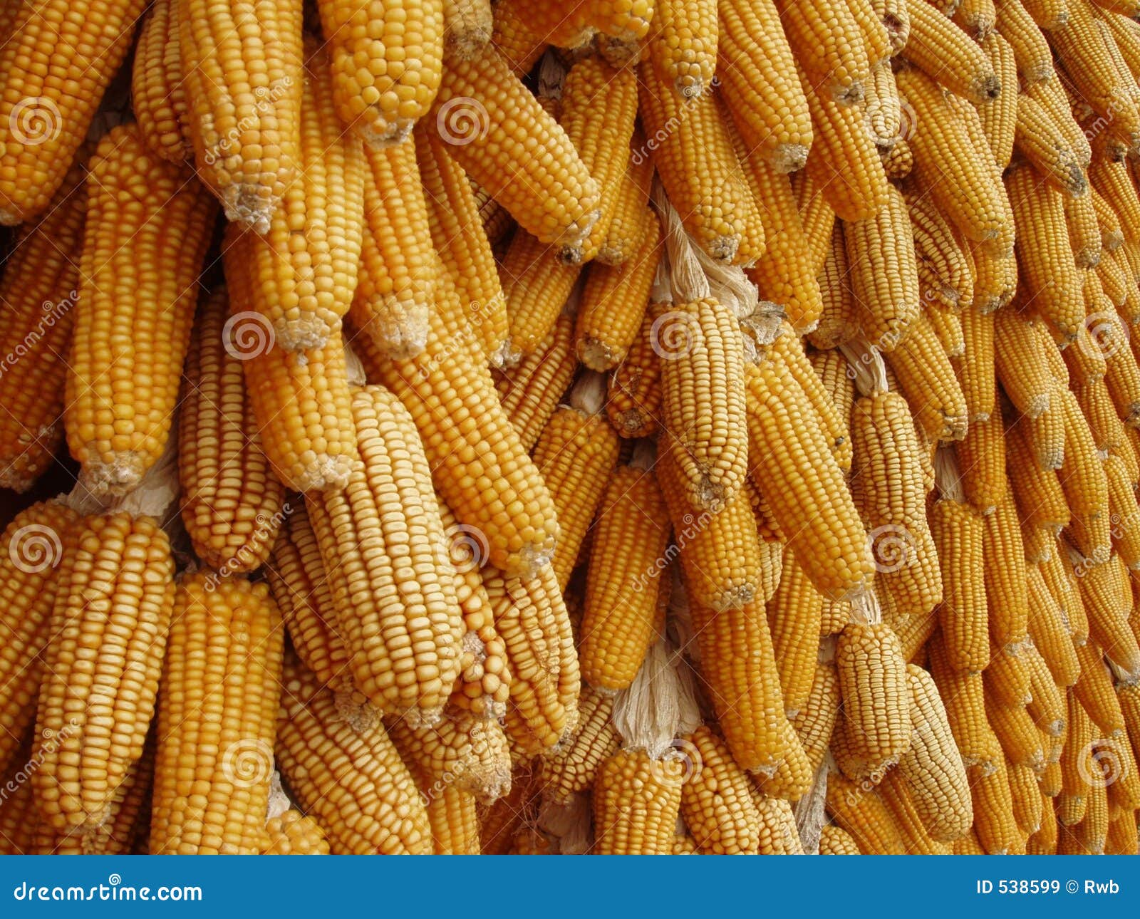 Drying corn stock image. Image of dried, fodder, feed, dehydration - 538599