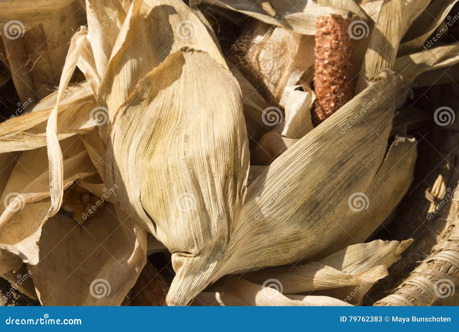 Drying corn stock image. Image of cobs, growth, cereal - 79762383