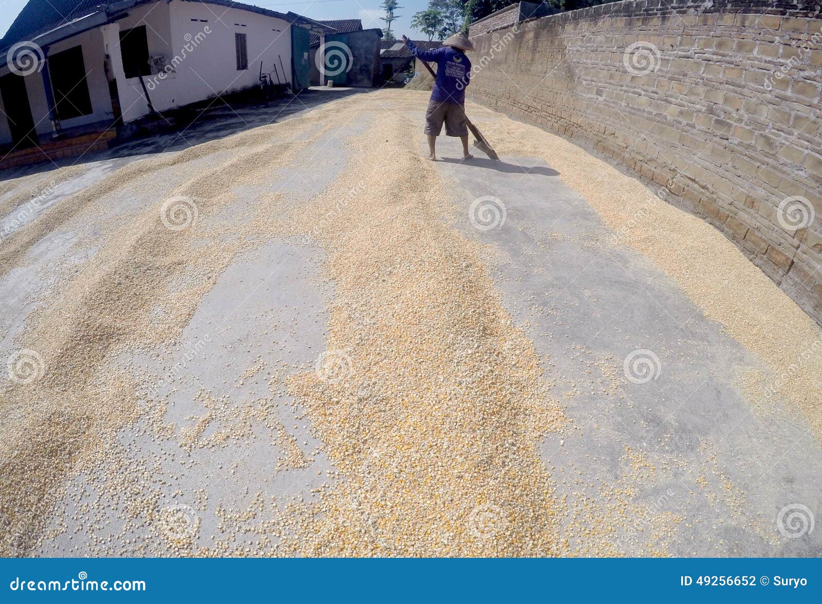 Drying corn editorial photography. Image of business - 49256652