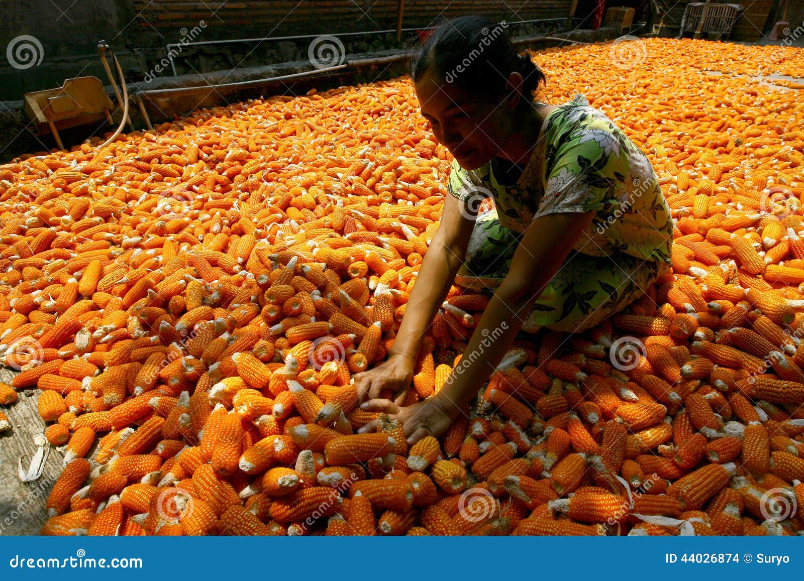 Drying corn editorial stock image. Image of drying, corn - 44026874