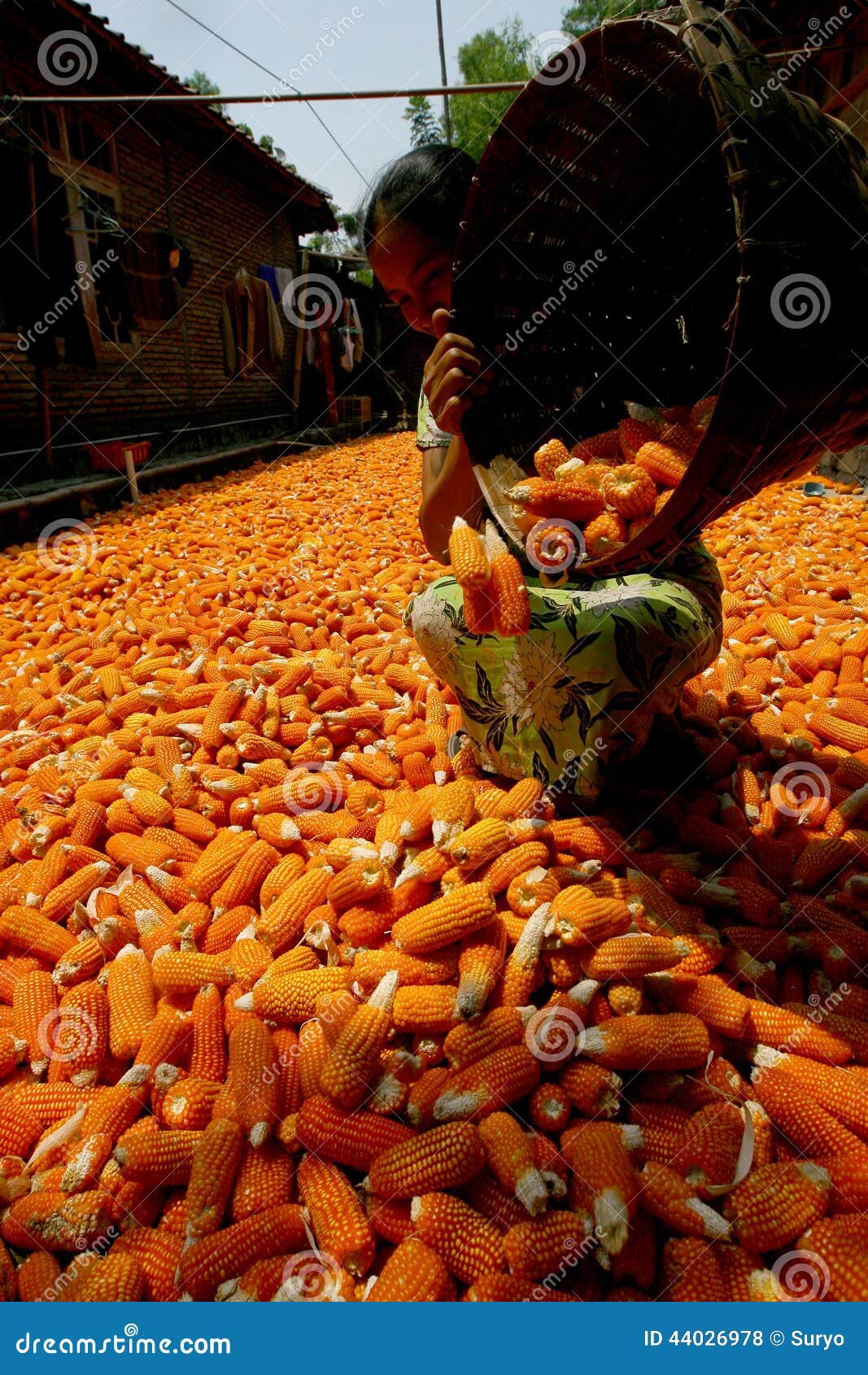 Drying corn editorial stock photo. Image of farmers, corn - 44026978