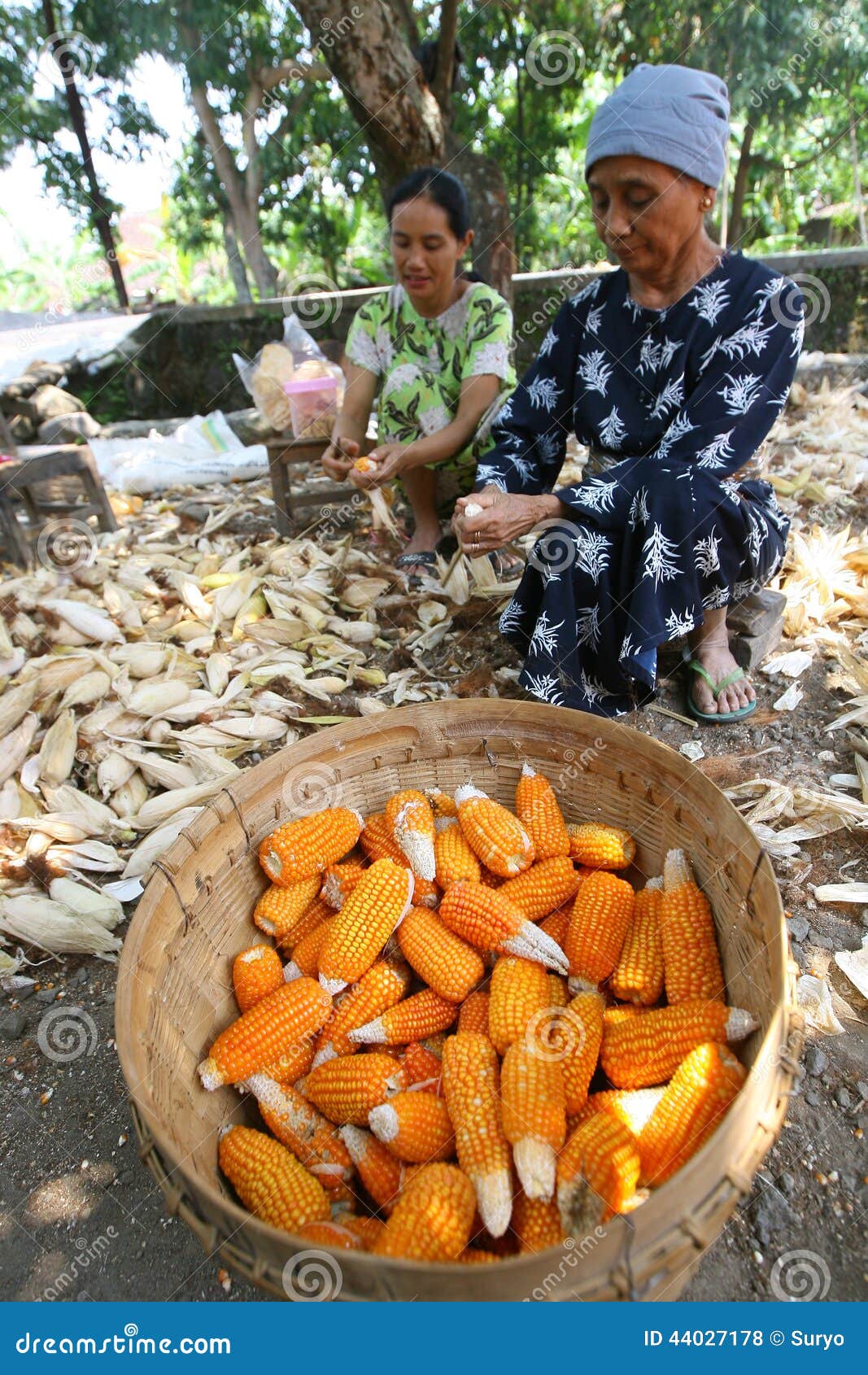 Drying corn editorial stock photo. Image of harvest, corn - 44027178