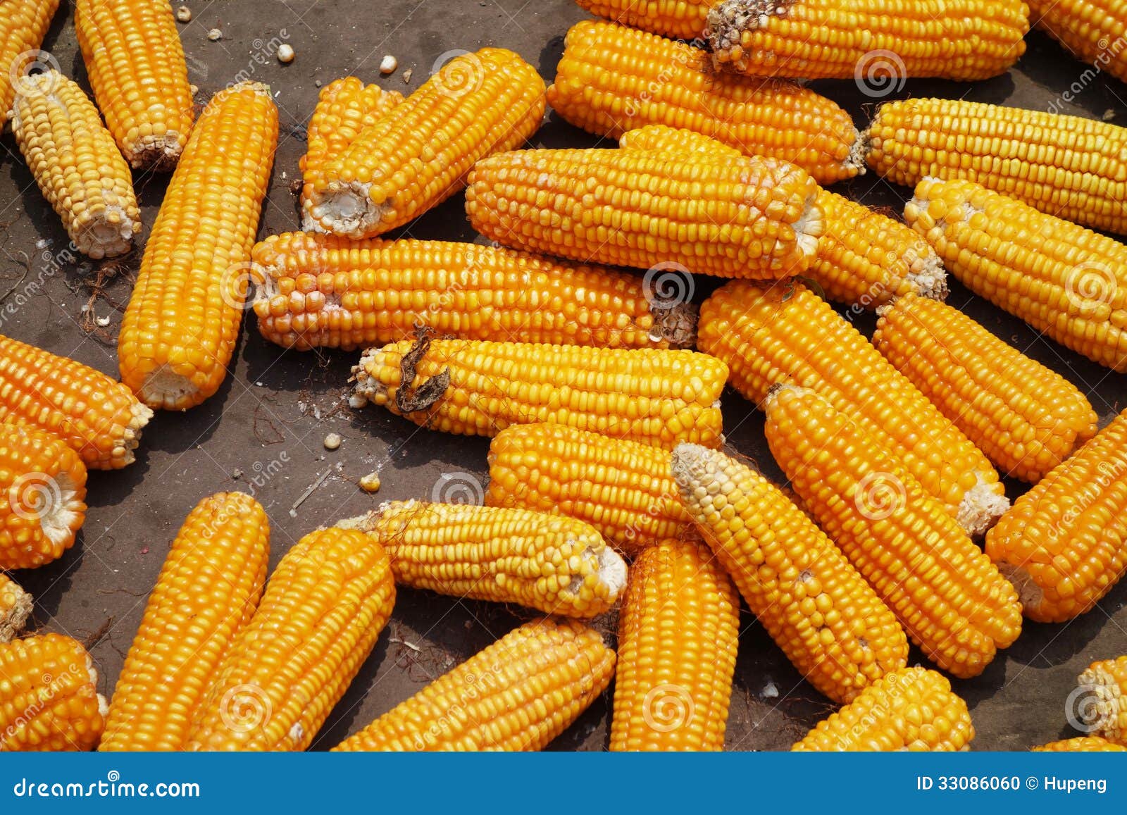 Drying corn stock photo. Image of appetizing, fruit, cooked - 33086060