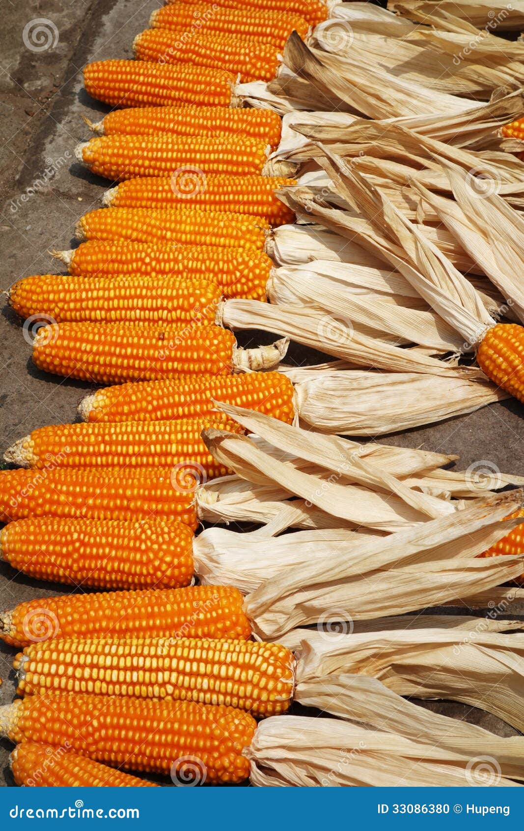 Drying corn stock photo. Image of dinner, autumn, cuisine - 33086380
