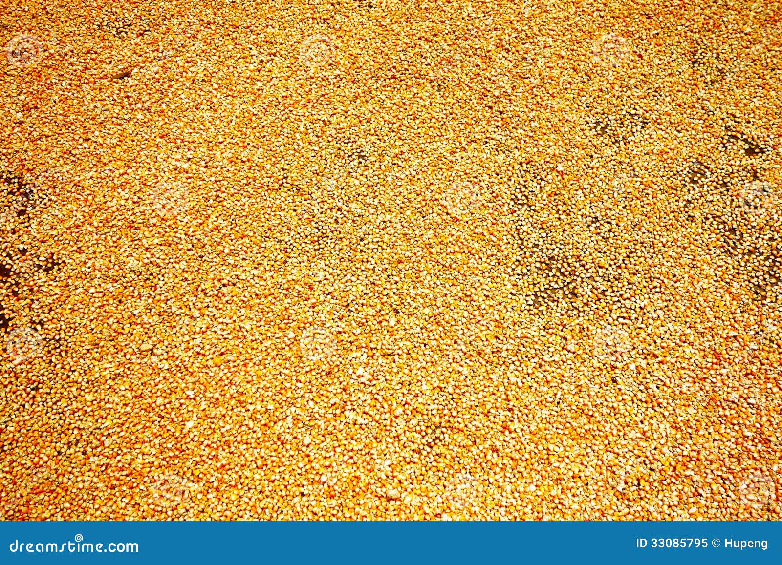 Drying corn kernel stock image. Image of food, farmers - 33085795
