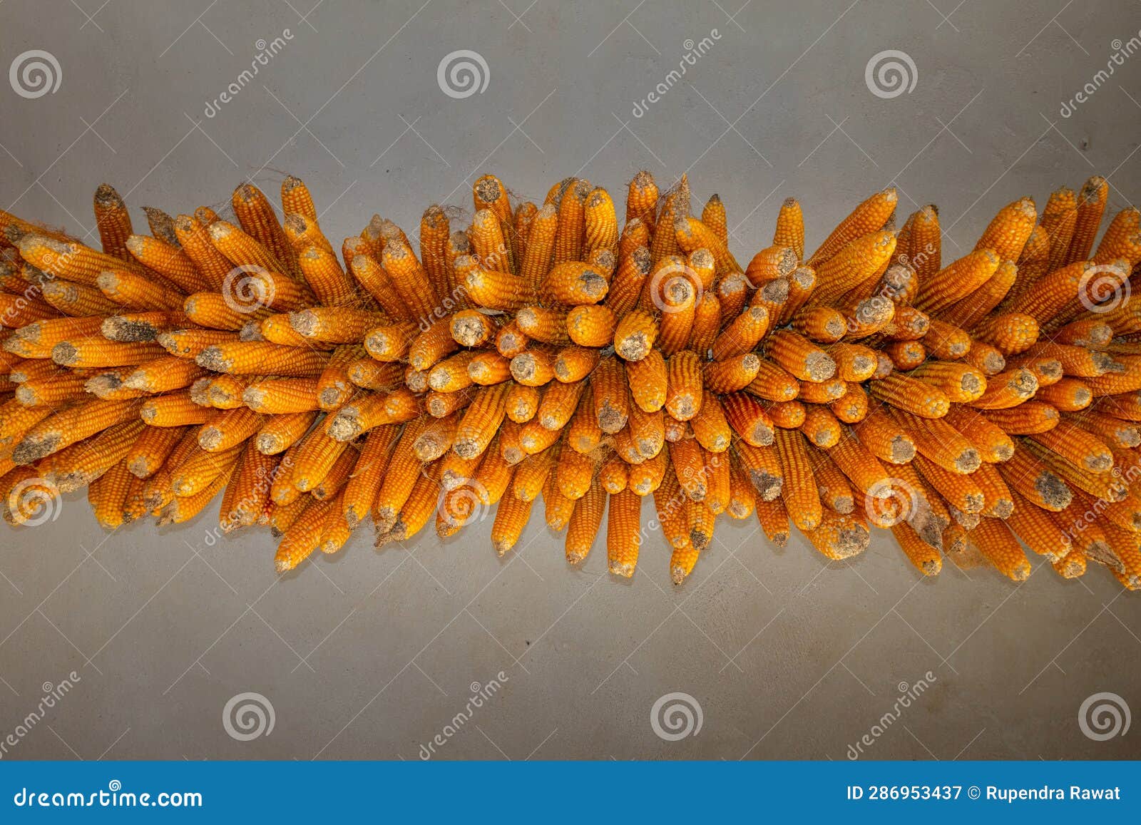 Drying Corn or Maize Hung in Rustic Uttarakhand, India, Showcasing ...