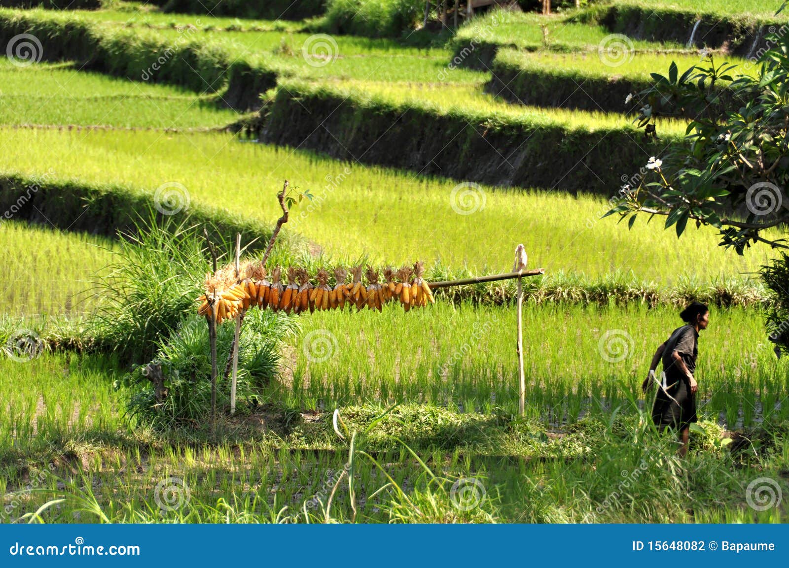 Drying Corn in a Rice Field Editorial Photography - Image of worker ...